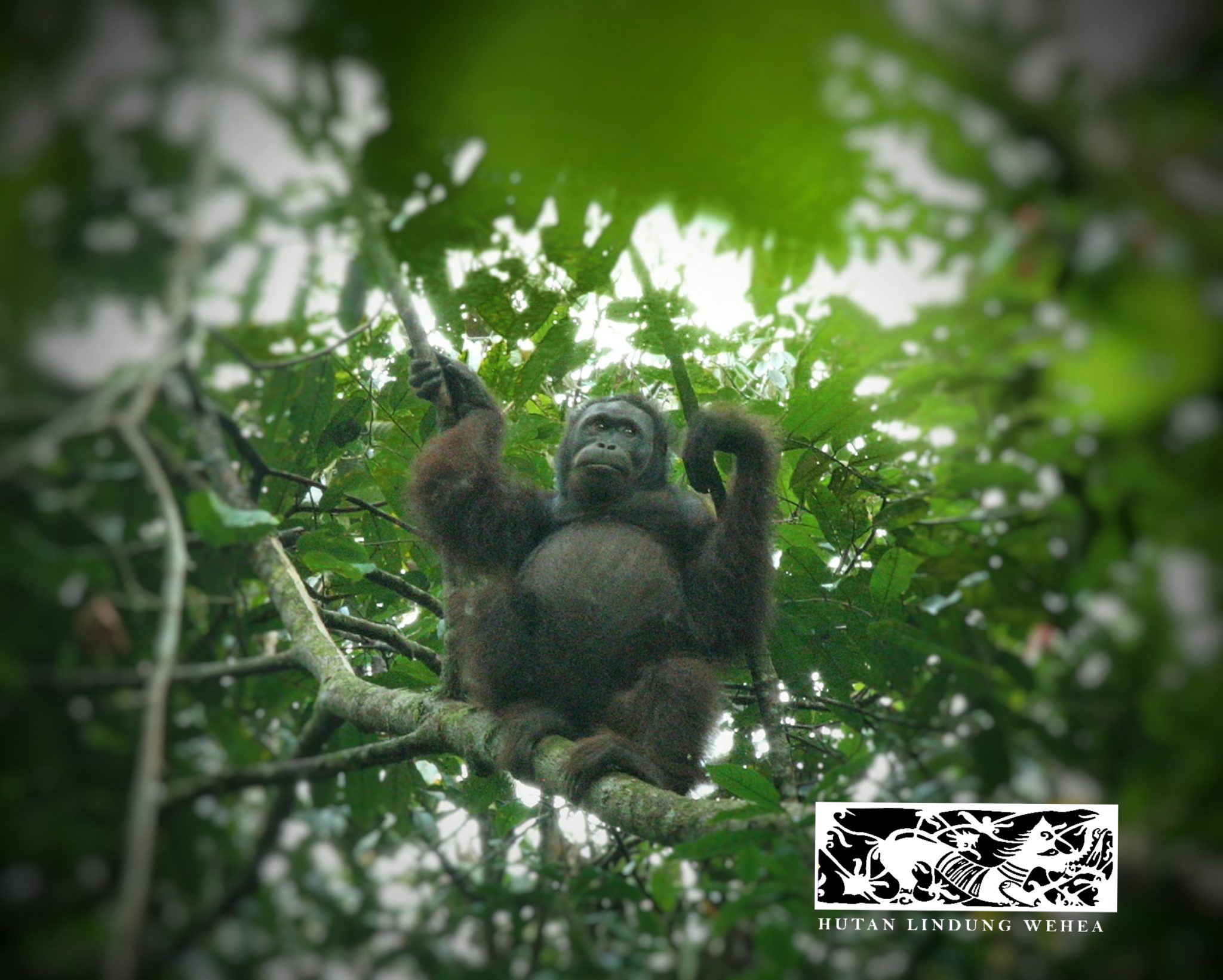 Tentang Hutan Lindung Wehea – Hutan Lindung Wehea