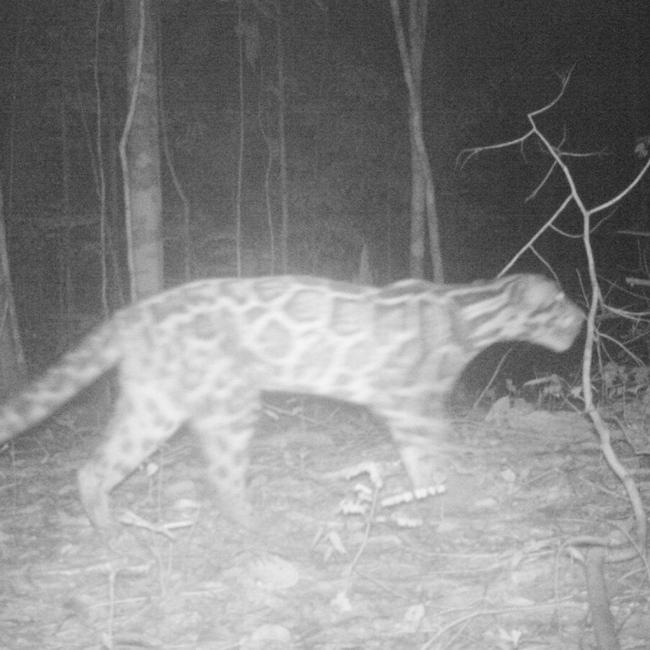 Galeri – Hutan Lindung Wehea